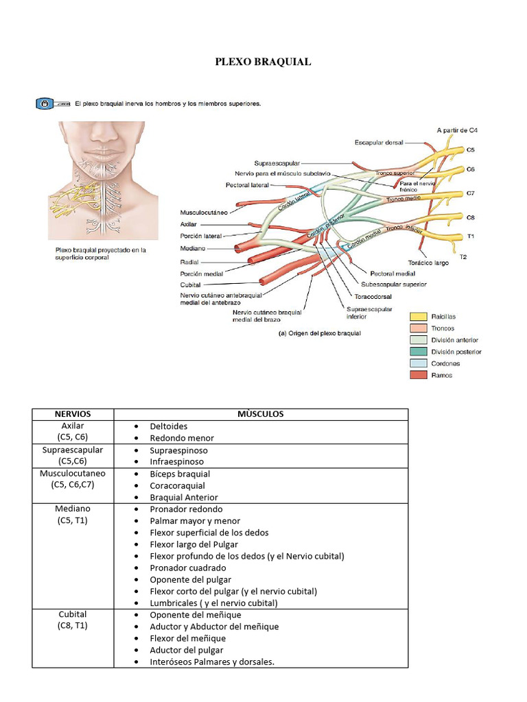 Repaso de Plexos | Descargar gratis PDF | Extremidades (anatomía) | Sistema musculoesquelético