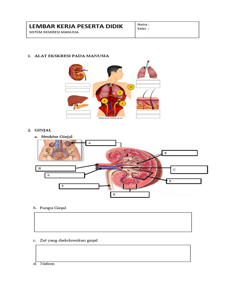 LKPD Sistem Ekskresi | PDF