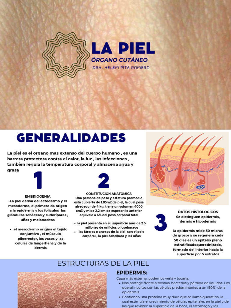 Neutral and Tosca Minimalist Medical and Healthcare Presentation-3 | PDF | Piel | Epidermis