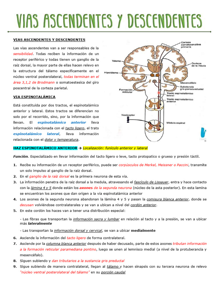 Vías Ascendentes Y Descendentes Nerviosas Pdf Cerebelo Sistema