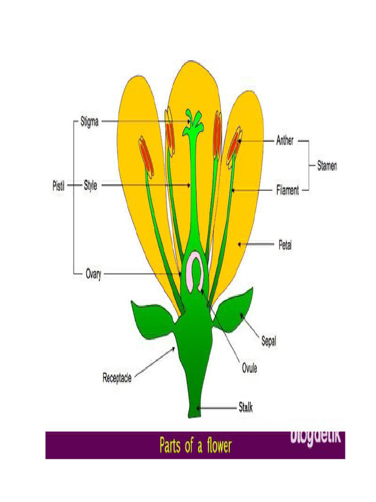 Bagian Bagian Bunga Pdf