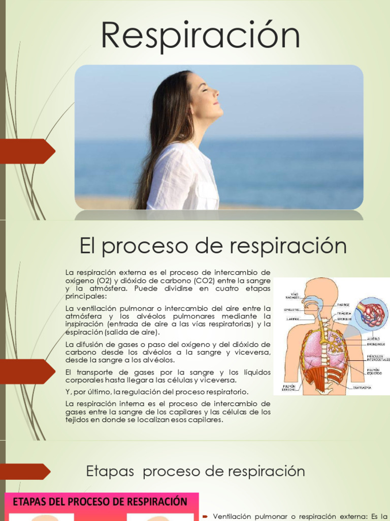 Unidad 2- Proceso de La Respiracion | PDF | Pulmón | Respiración