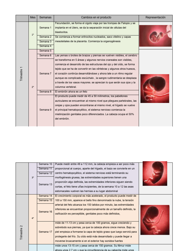 Desarrollo Embrionario Por Semanas de Gestación | PDF | Feto | Embrión