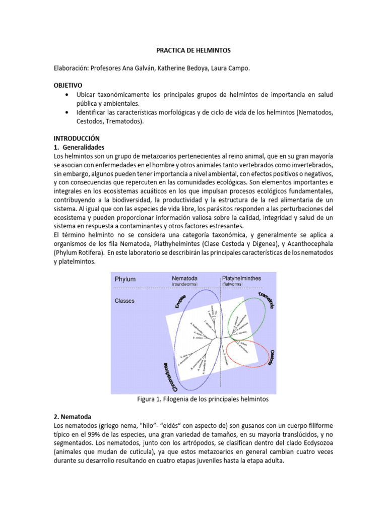 Guía de Helmintos 2022 - Versión Actualizada | PDF | Sistema reproductivo | Nematodo