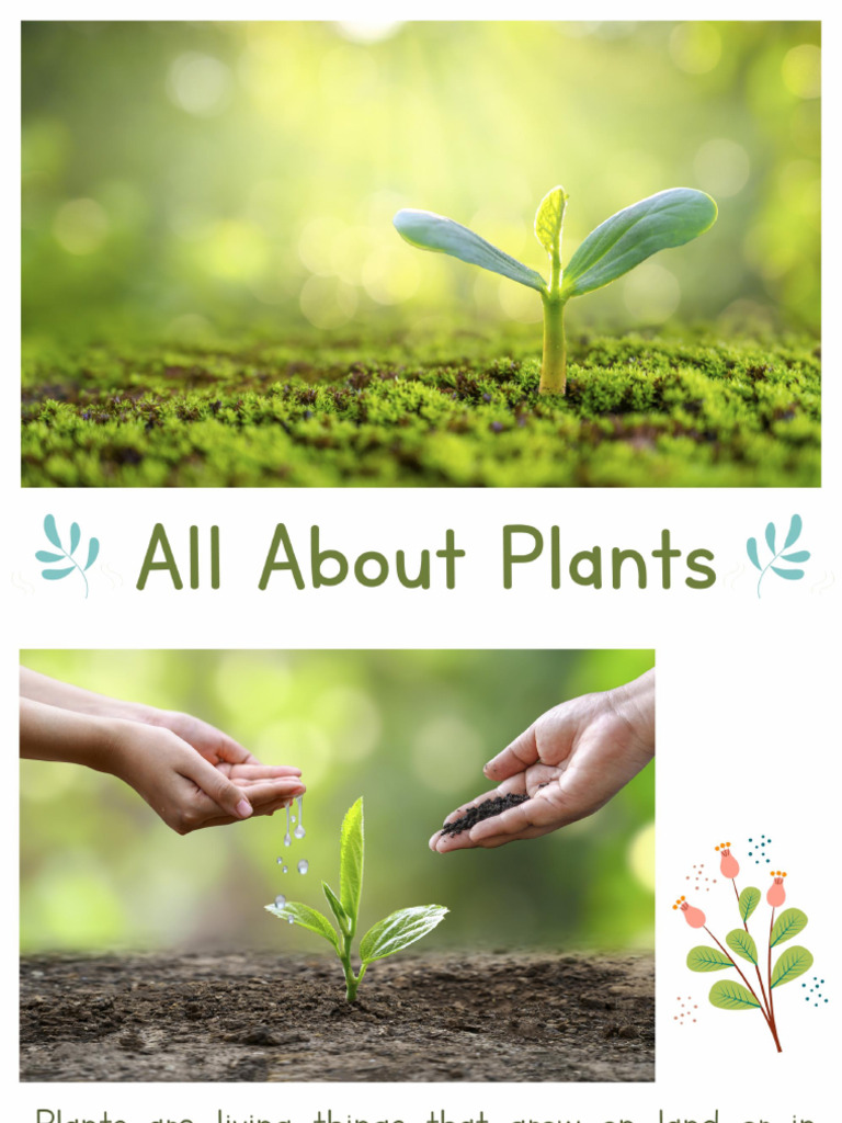 All About Plants | PDF