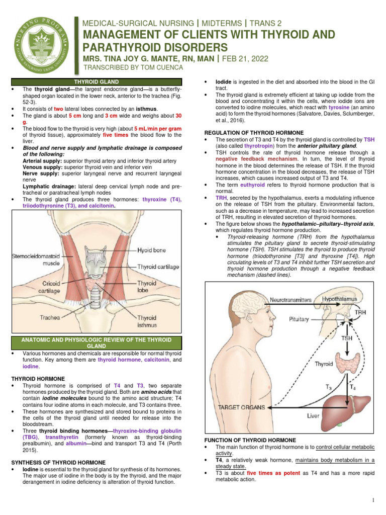 (MS) Trans 2 - Thyroid and Parathyroid Disorders | PDF | Hyperthyroidism | Hypothyroidism