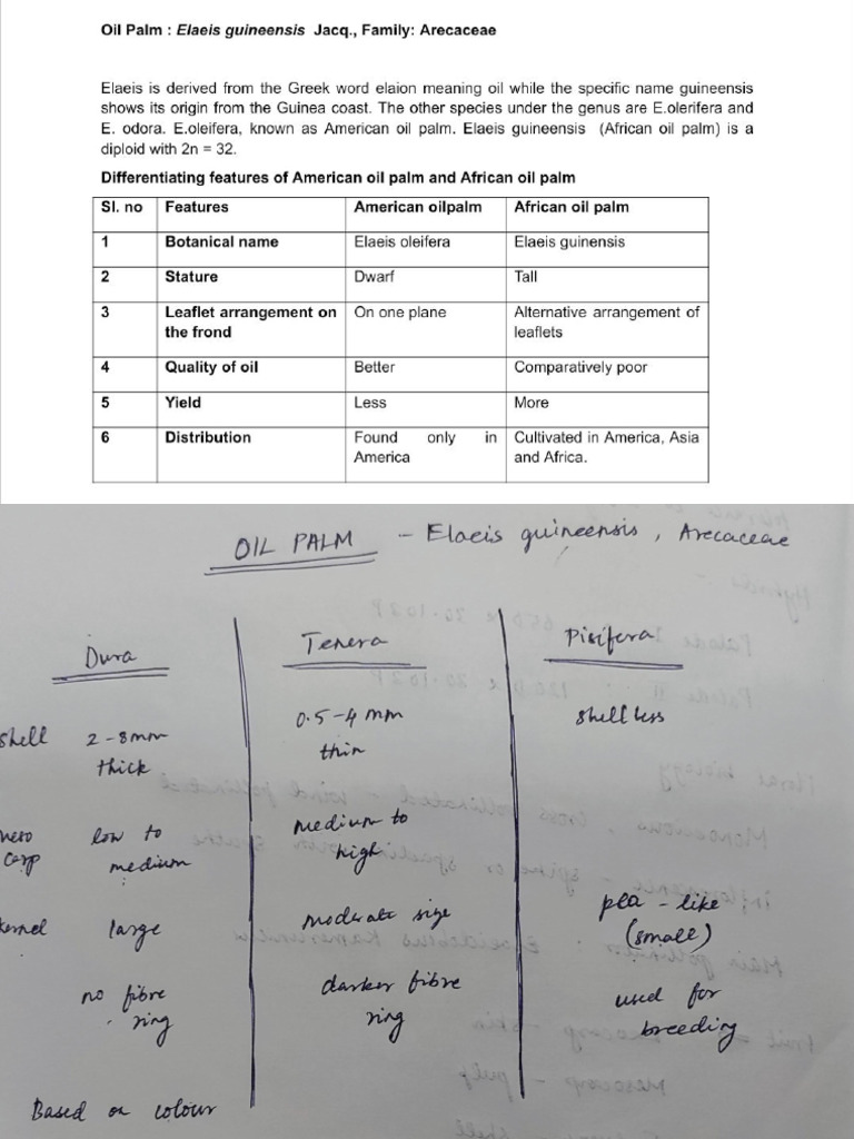 Oil Palm | PDF