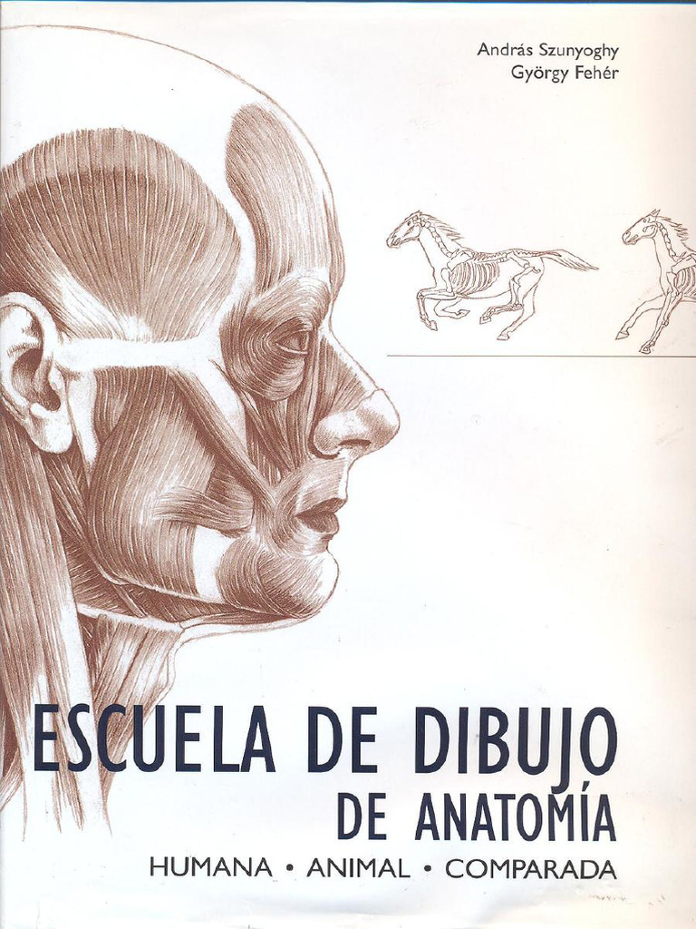 Escuela De Dibujo De Anatomia Humana Y Animal Pdf