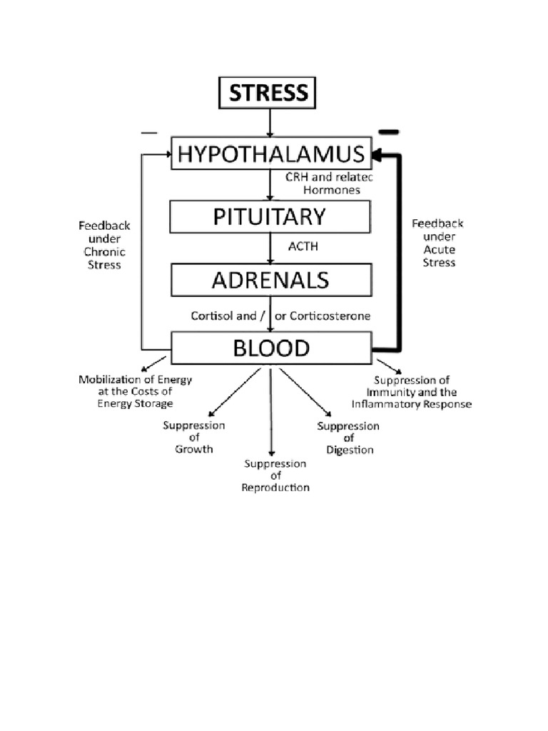 skema hpa dan sam negative feedback | PDF