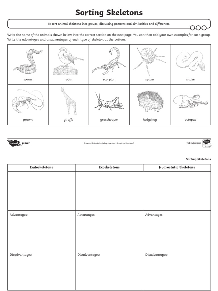 Sorting Skeletons Activity Sheet Black and White | PDF | Skeleton | Zoology