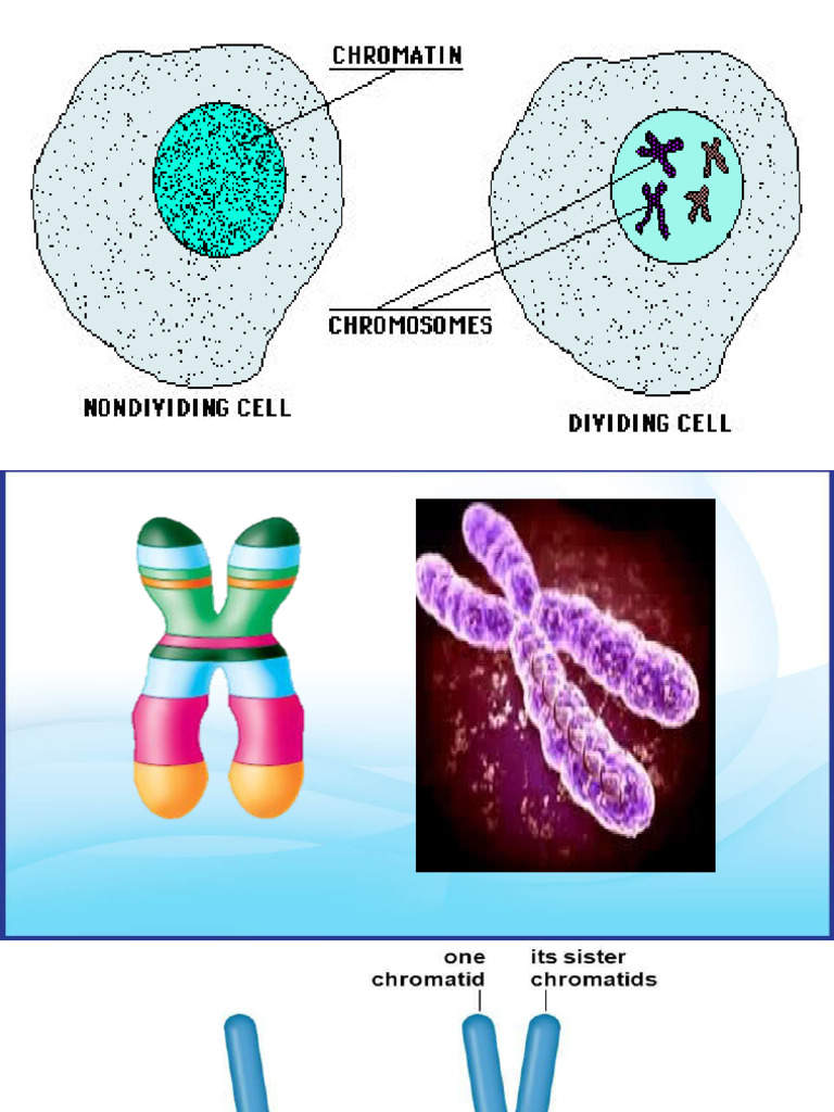 Chromosomes and Meiosis | PDF