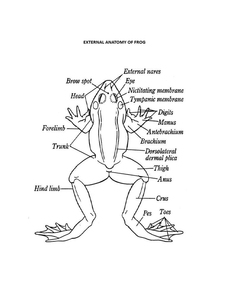 External Anatomy of Frog 2 | PDF | Human Leg | Foot