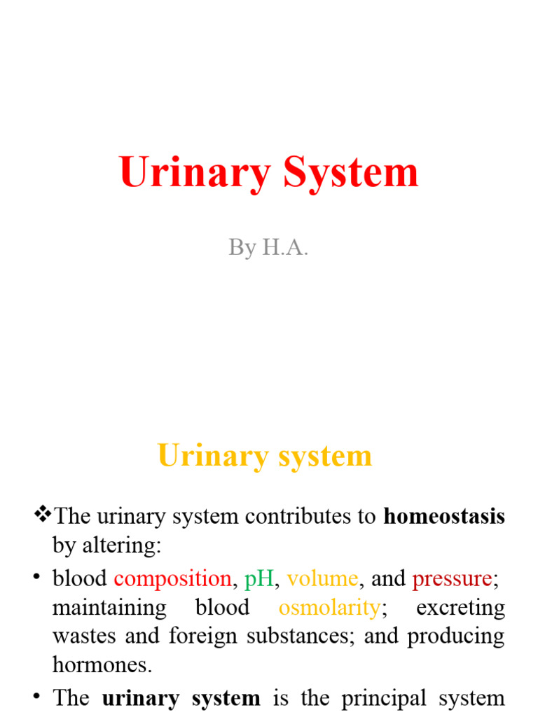 Urinary System | PDF | Kidney | Urinary System