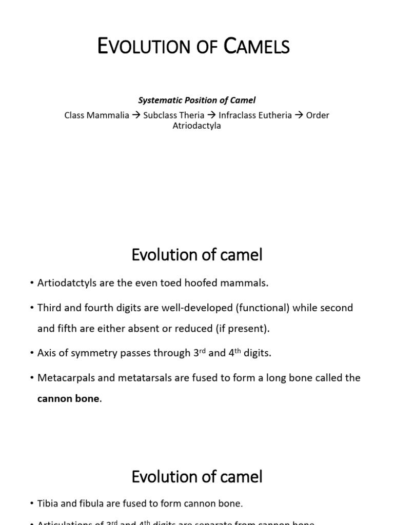 Evolution of Camels | PDF | Mammals