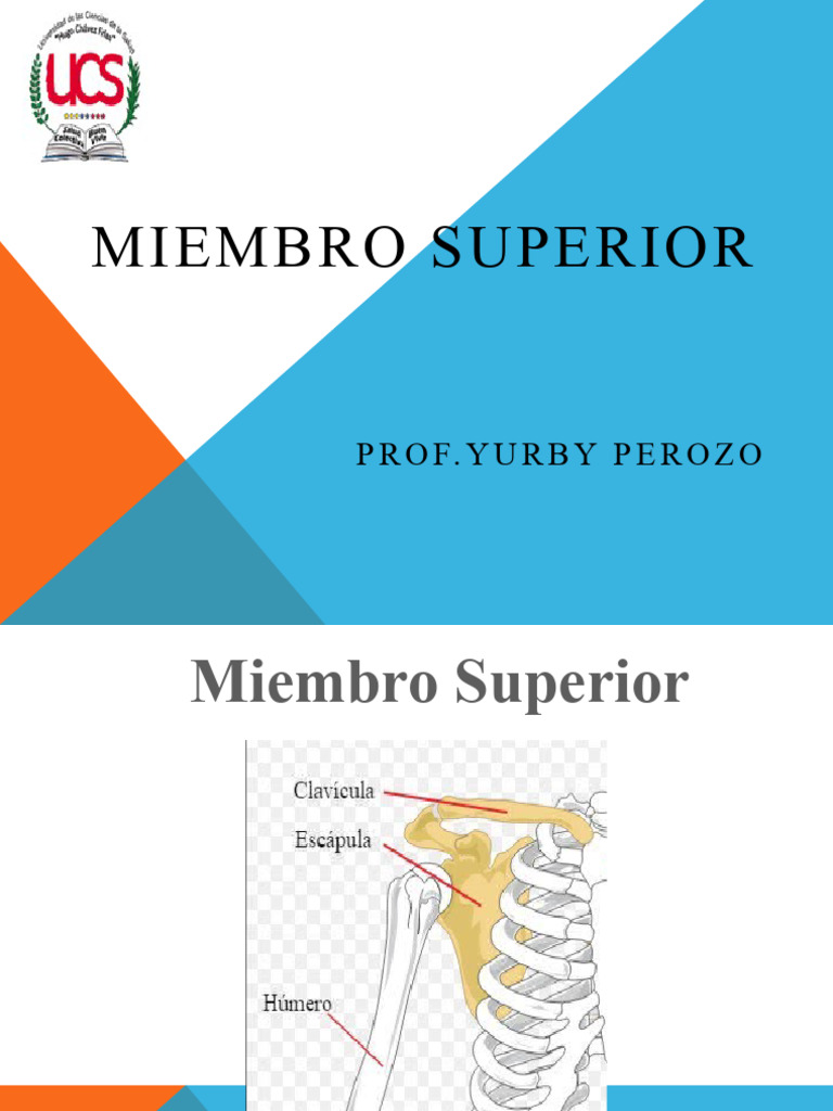 Anatomía de la Cintura Escapular | PDF | Estudios de idiomas ...
