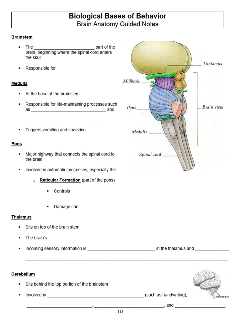 Brain Anatomy Guided Notes | PDF