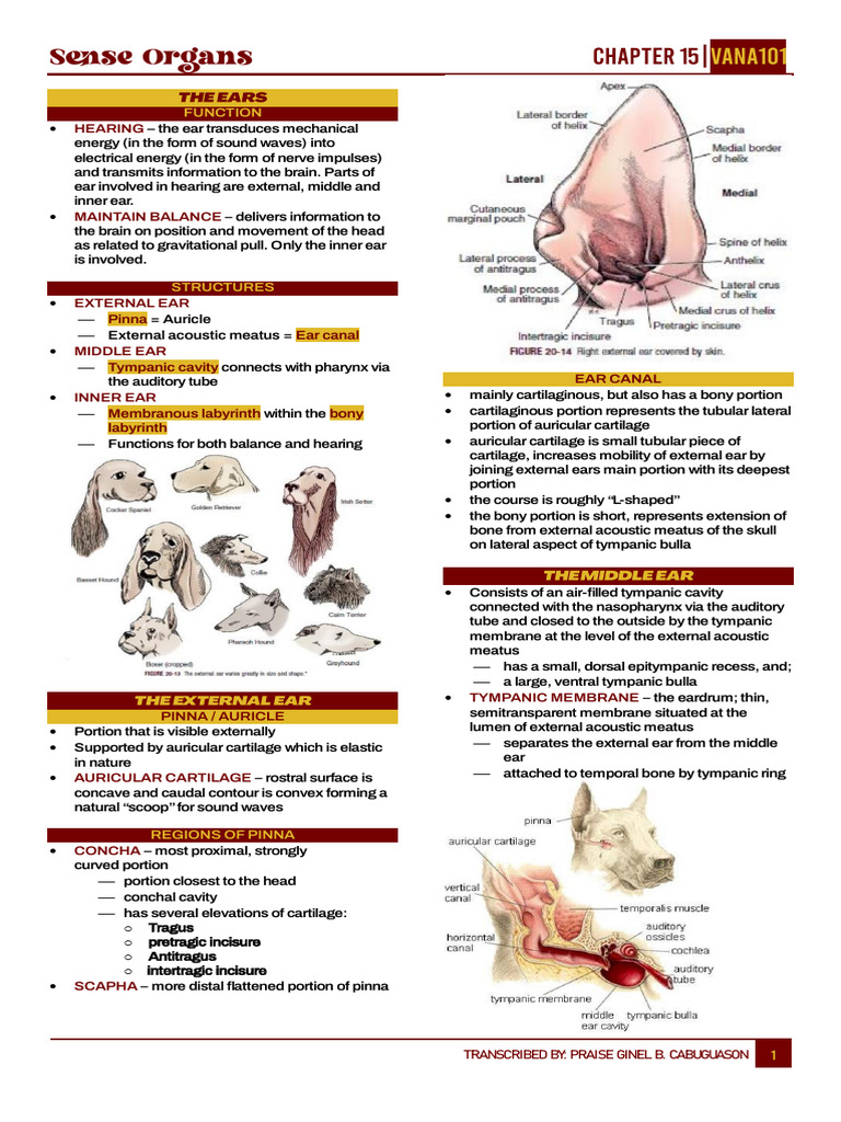 CHAPTER 15-Sense Organs | PDF | Foreign Language Studies