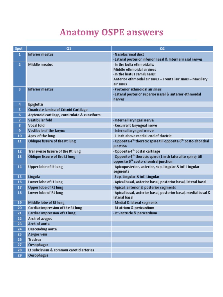 Anatomy OSPE Answers | PDF | Lung | Vertebra