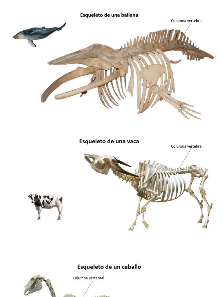 Esqueletos de Animales | PDF