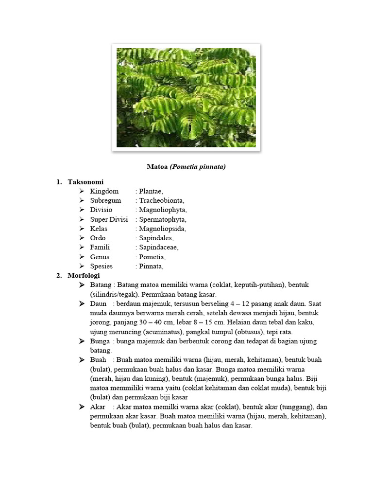 Klasifikasi dan Morfologi Matoa | PDF