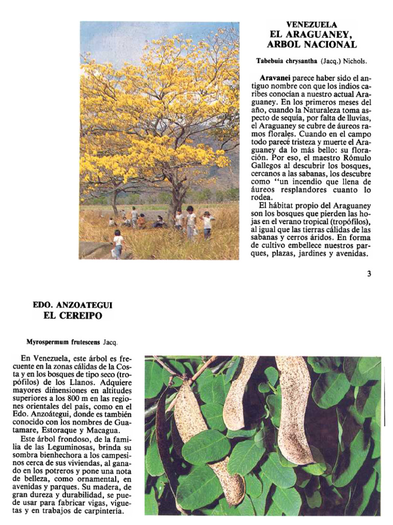 Arboles Emblematicos de Venezuela | PDF | Arboles | Plantas