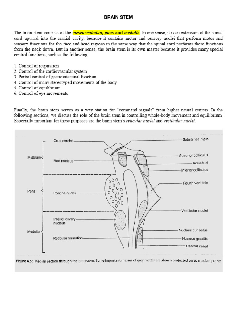 ASD Brain Stem 1 | PDF