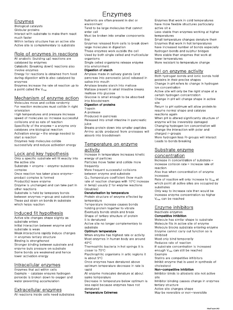 Notes Enzymes | PDF