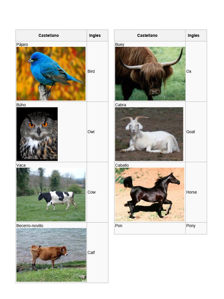 Palabras de animales en inglés | PDF | Organismos