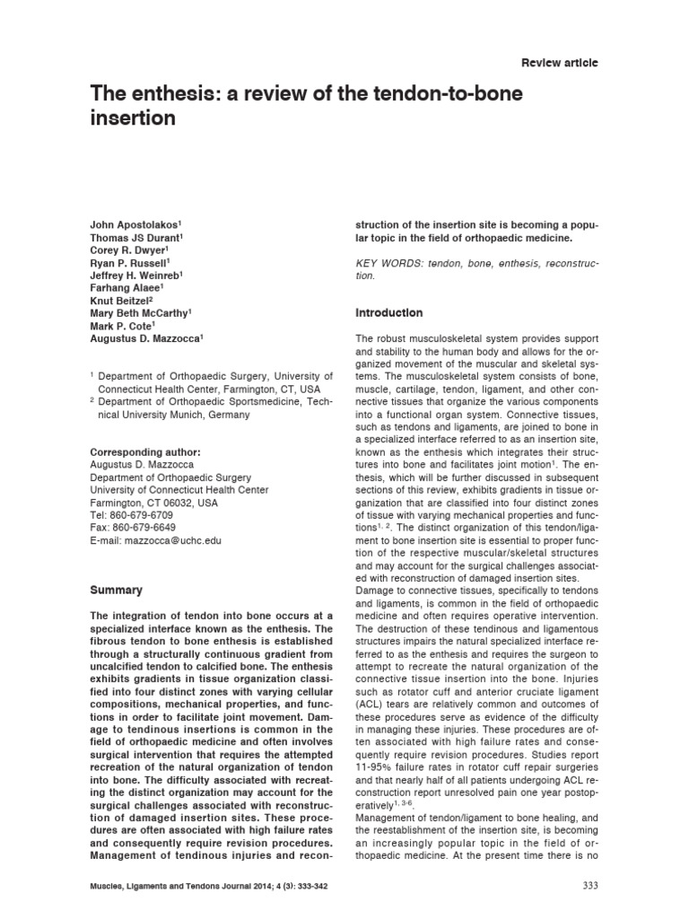 The Enthesis: A Review of The Tendon-To-Bone Insertion | PDF | Tendon ...