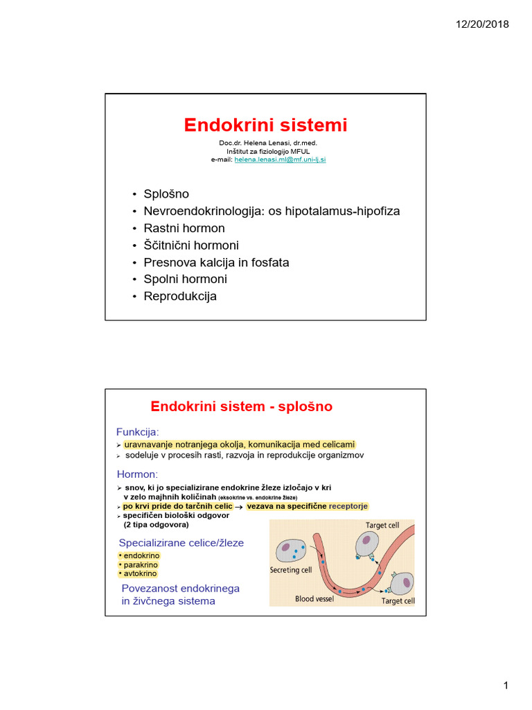 Endokrini Sistem - Dopolnjeno | PDF
