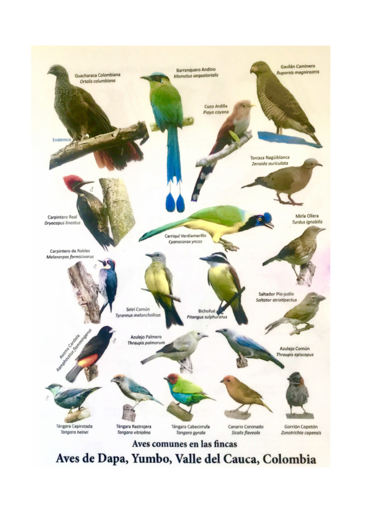 Aves Colombia Collage Imprimir | PDF