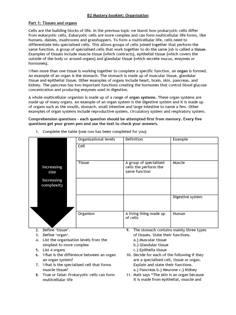 b2 Mastery Booklet Organisation v3 | PDF | Artery | Heart