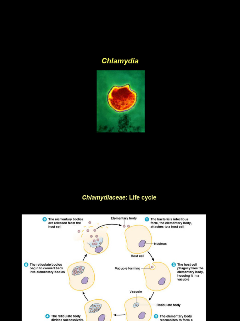 Lecture 4CE 2016 Chla - Anaerobe | PDF