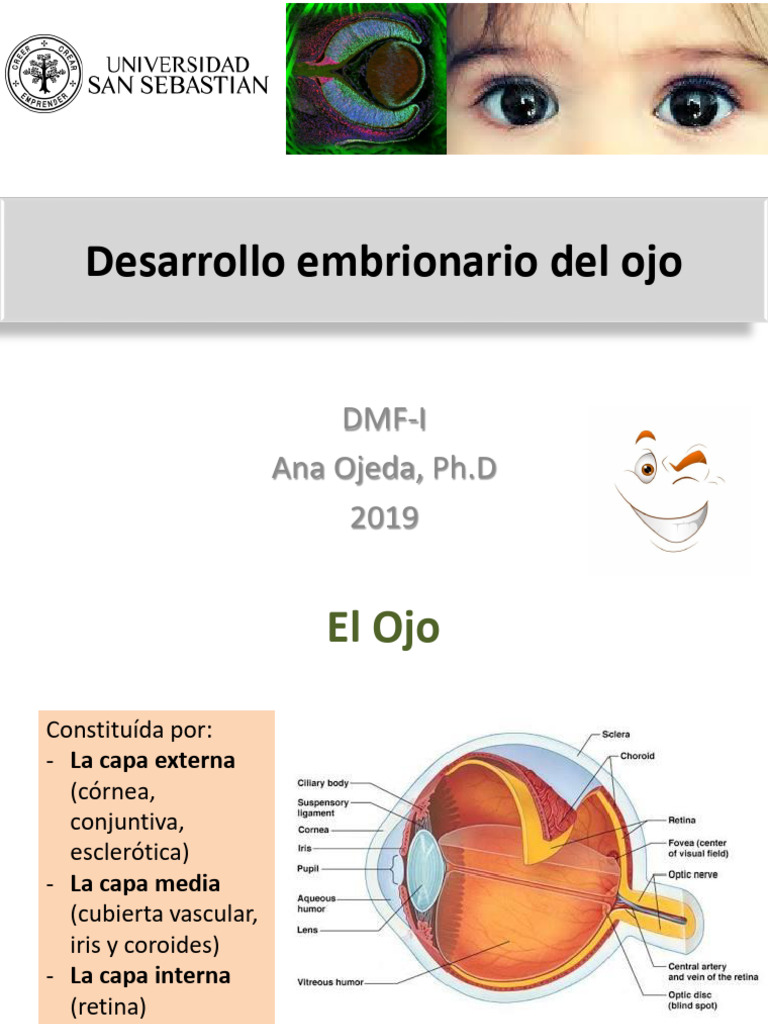 Desarrollo del ojo en embriología | PDF | Ojo humano | Córnea
