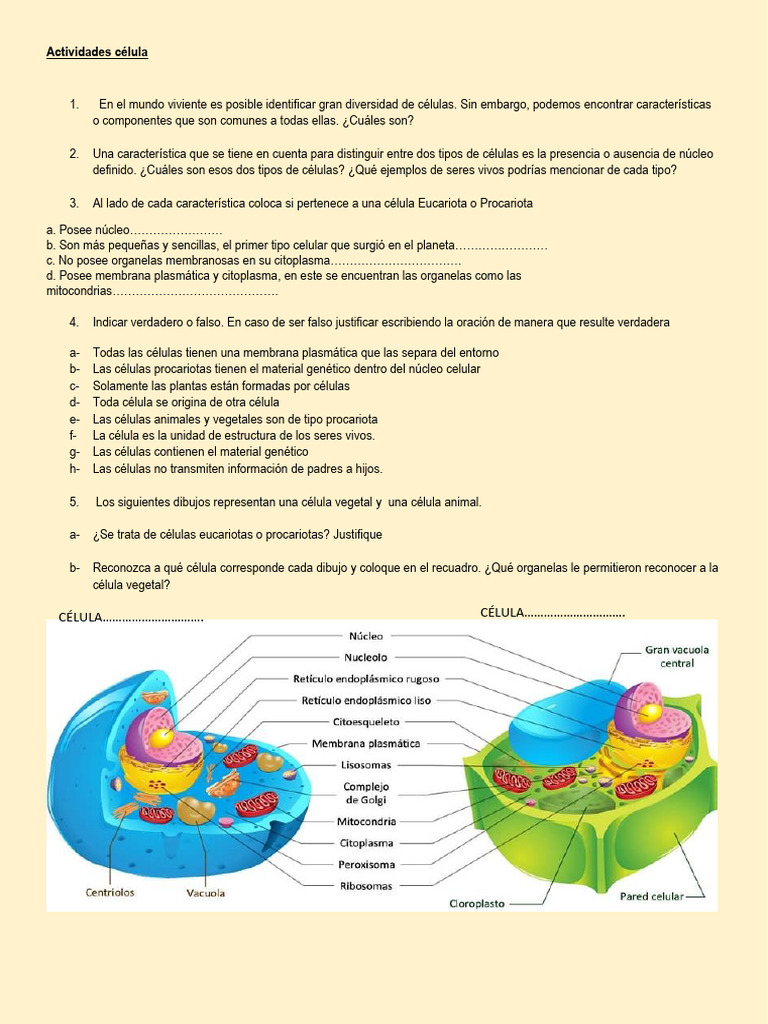 Actividades célula 2° | PDF | Biología Celular) | Citoplasma