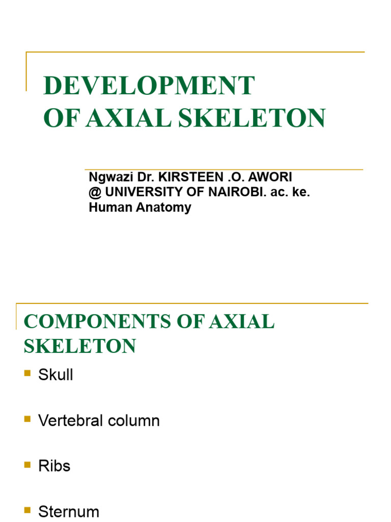 11.development of Axial Skeleton | Download Free PDF | Vertebra ...