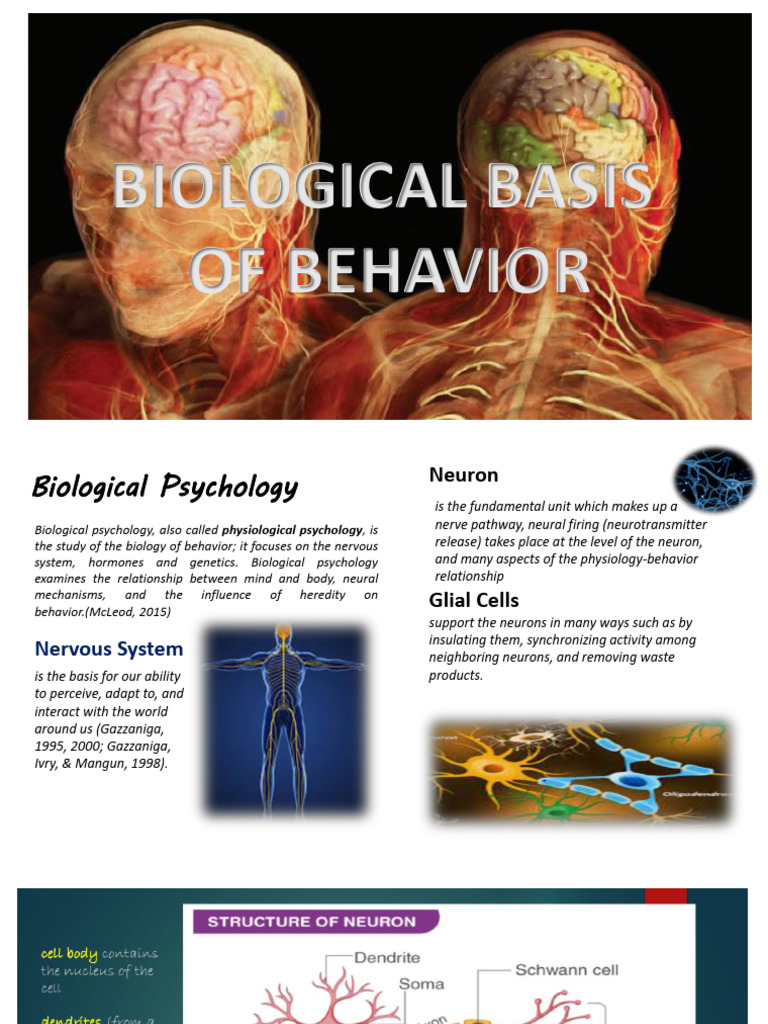 Biological Psychology Overview | PDF | Nervous System | Neuron