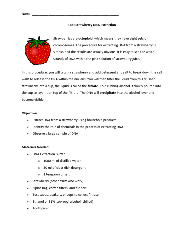 Strawberry DNA Extraction Lab | PDF