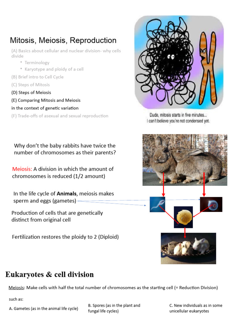 Meiosis Slides | PDF | Meiosis | Mitosis