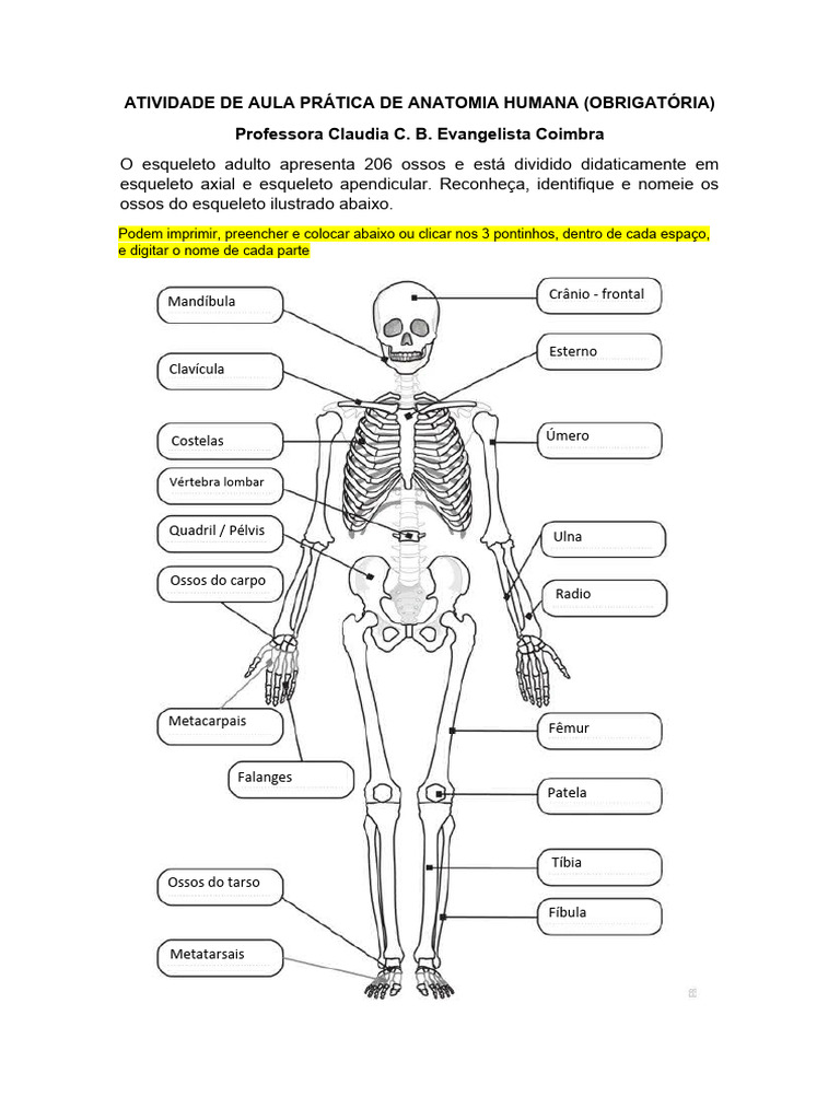 Atividades Práticas - Anatomia Humana 0002023 | PDF