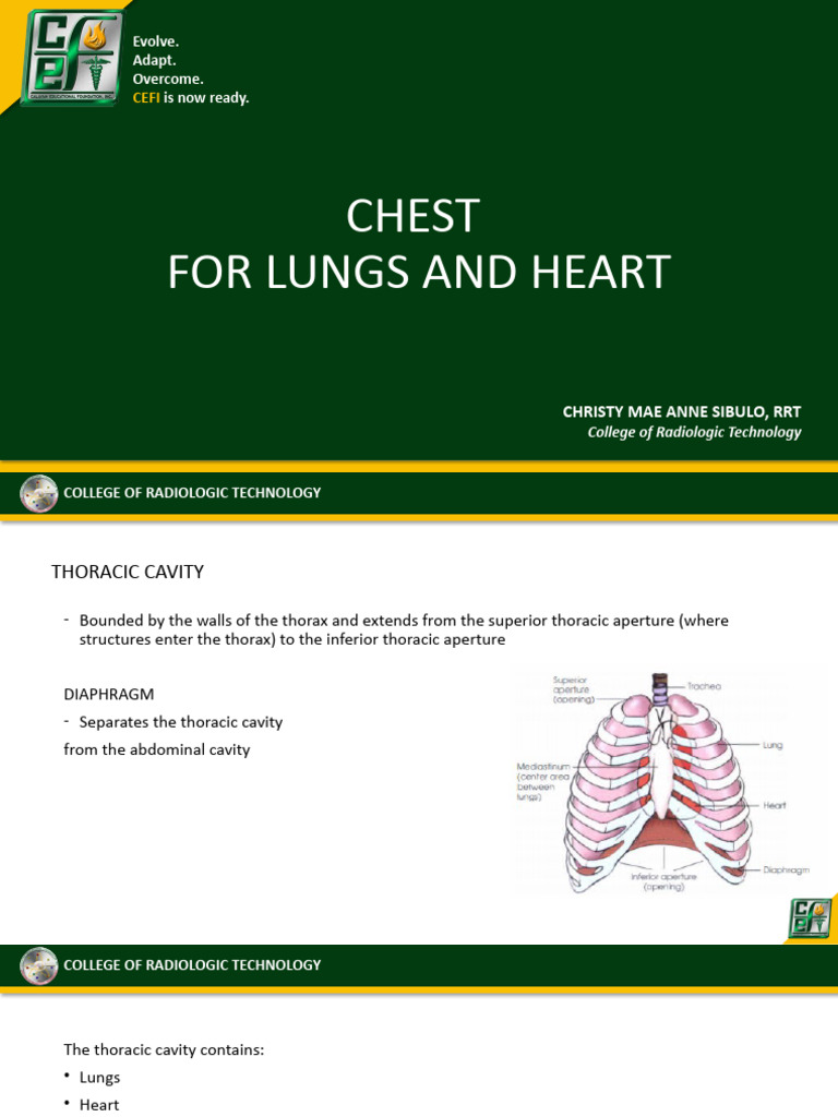 Posi Chest | PDF | Lung | Thorax
