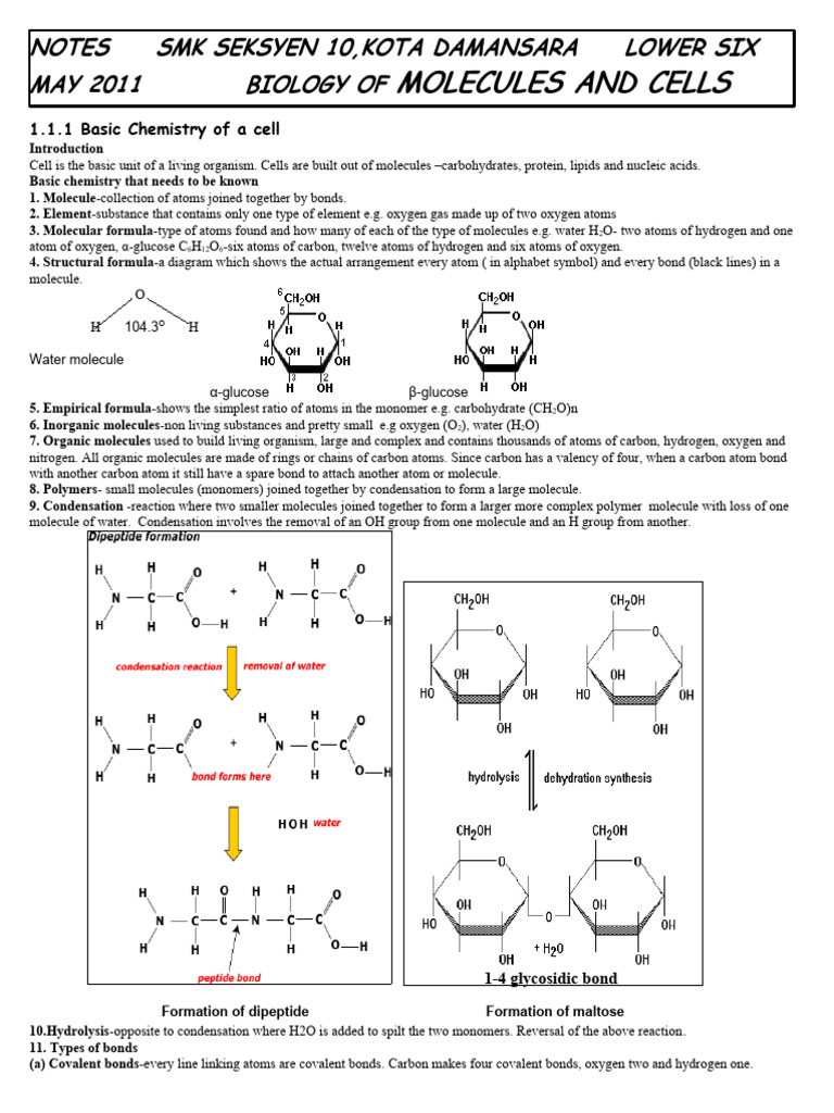 Biology of Molecules and Cells Overview | PDF | Carbohydrates | Nucleotides