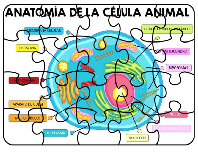 Celula Animal Rompecabezas | PDF
