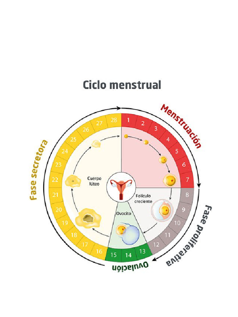Ciclo Menstrual | PDF