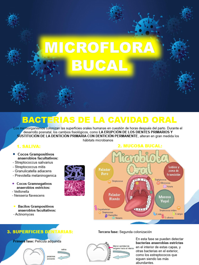 Microflora Bucal | PDF | Higiene oral | Las bacterias