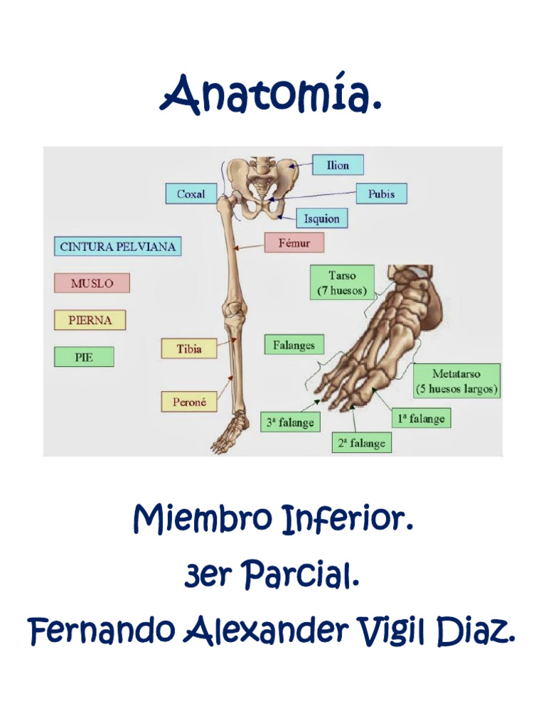 Resumen de Anatomía I 3er Parcial | PDF | Pelvis | Nalgas
