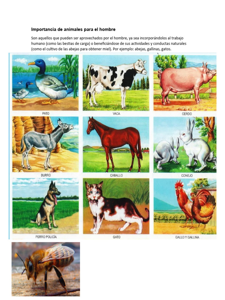 Importancia de animales para el hombre | PDF