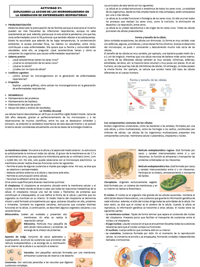EDA 01-ACTIVIDAD 01-2do CT | PDF | Biología Celular) | Citoplasma