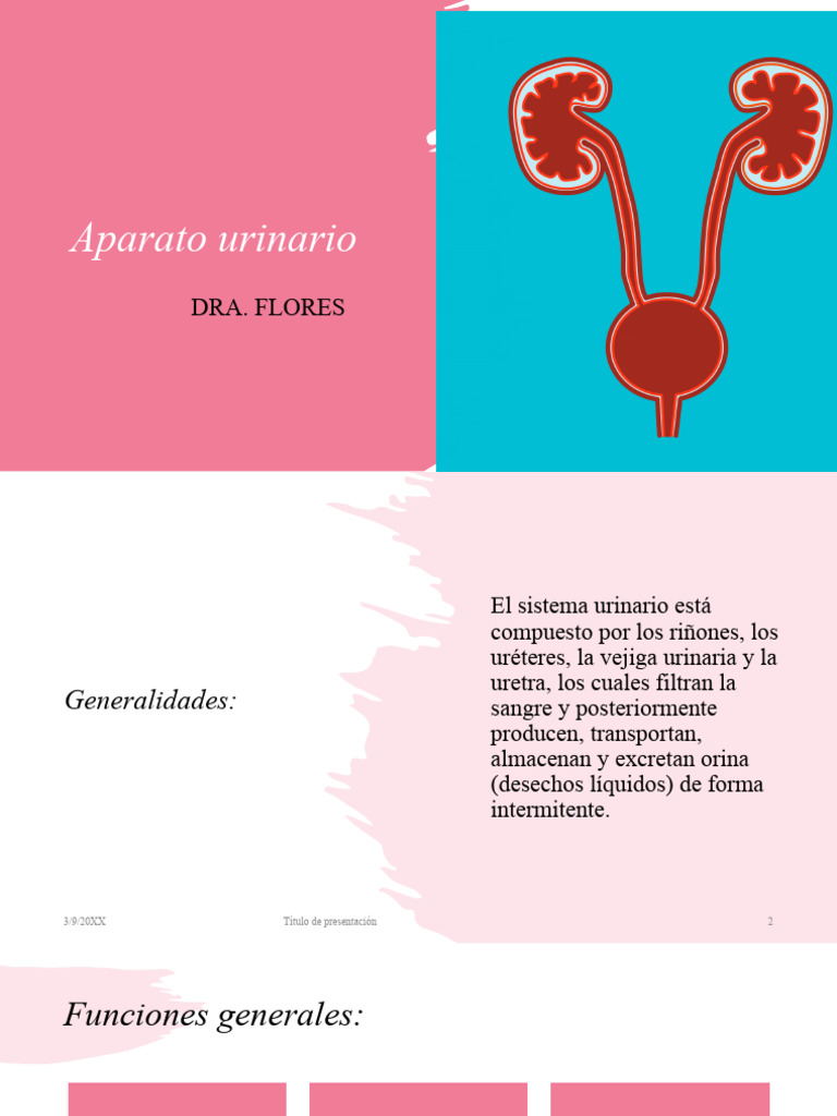 Aparato Urinario | PDF | Riñón | Orina