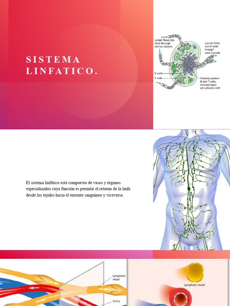 Sistema Linfatico | PDF